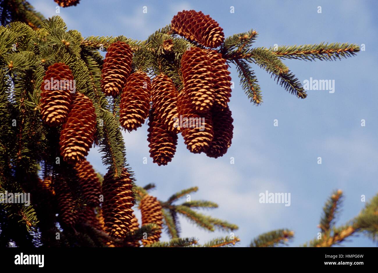 Gemeine Fichte Zweig mit Zapfen (Picea Abies), Tannenbäumen ...