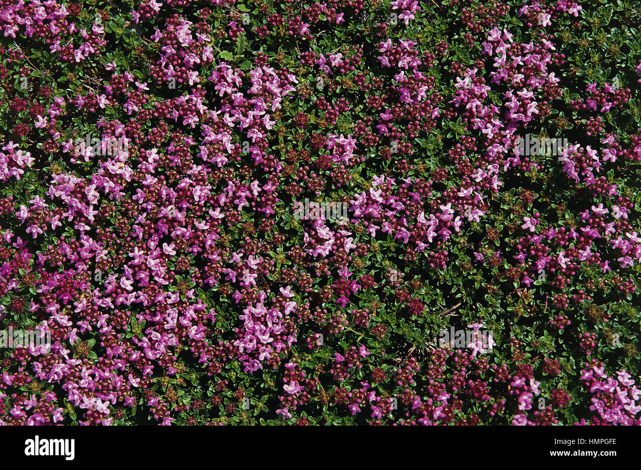 Wild thyme thymus serpyllum -Fotos und -Bildmaterial in hoher Auflösung ...
