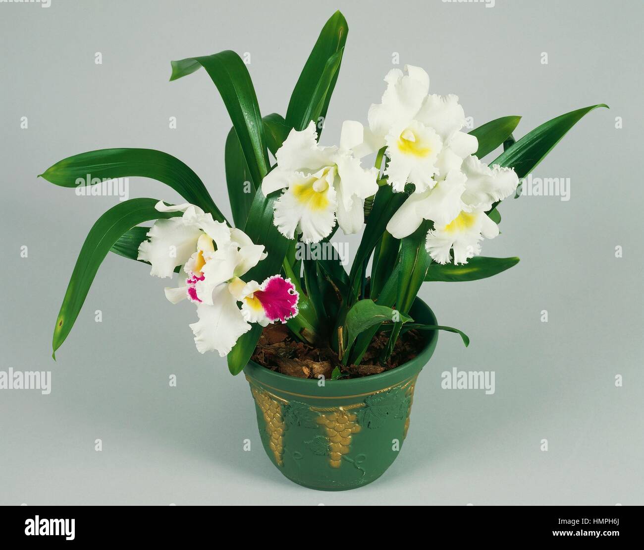 Cattleya cattleya sp -Fotos und -Bildmaterial in hoher Auflösung – Alamy