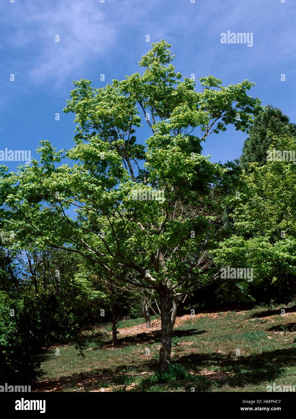 Aceraceae sapindaceae -Fotos und -Bildmaterial in hoher Auflösung – Alamy