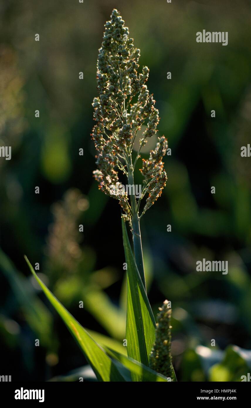 Sorghum sp -Fotos und -Bildmaterial in hoher Auflösung – Alamy