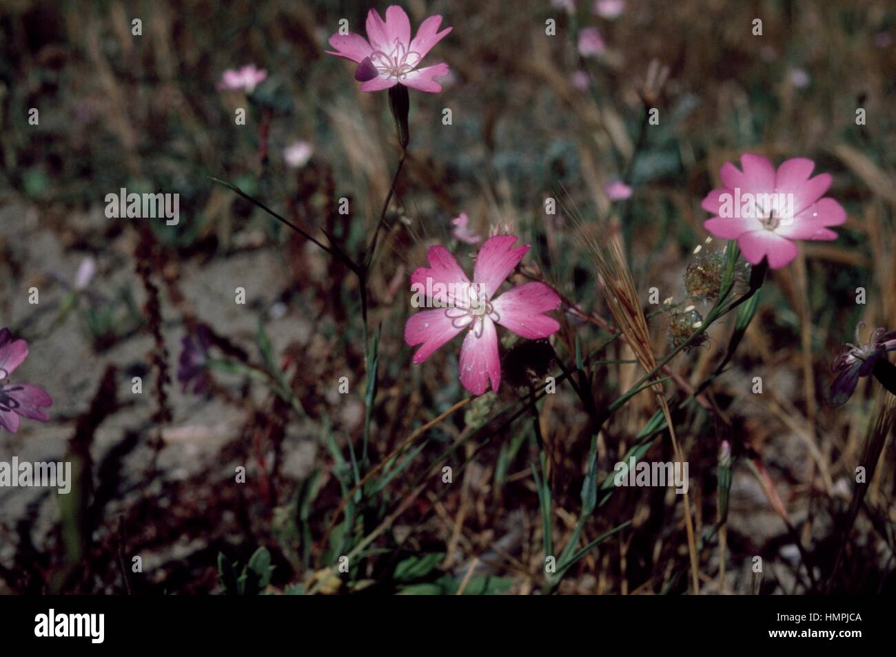 Silene coeli rosa -Fotos und -Bildmaterial in hoher Auflösung – Alamy