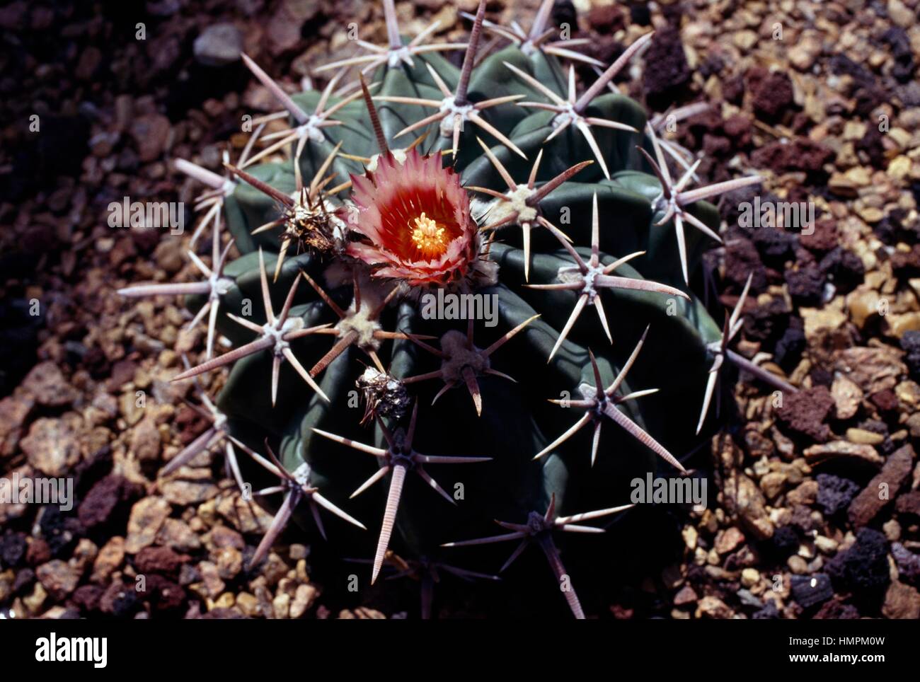 Echinocactus texensis -Fotos und -Bildmaterial in hoher Auflösung – Alamy