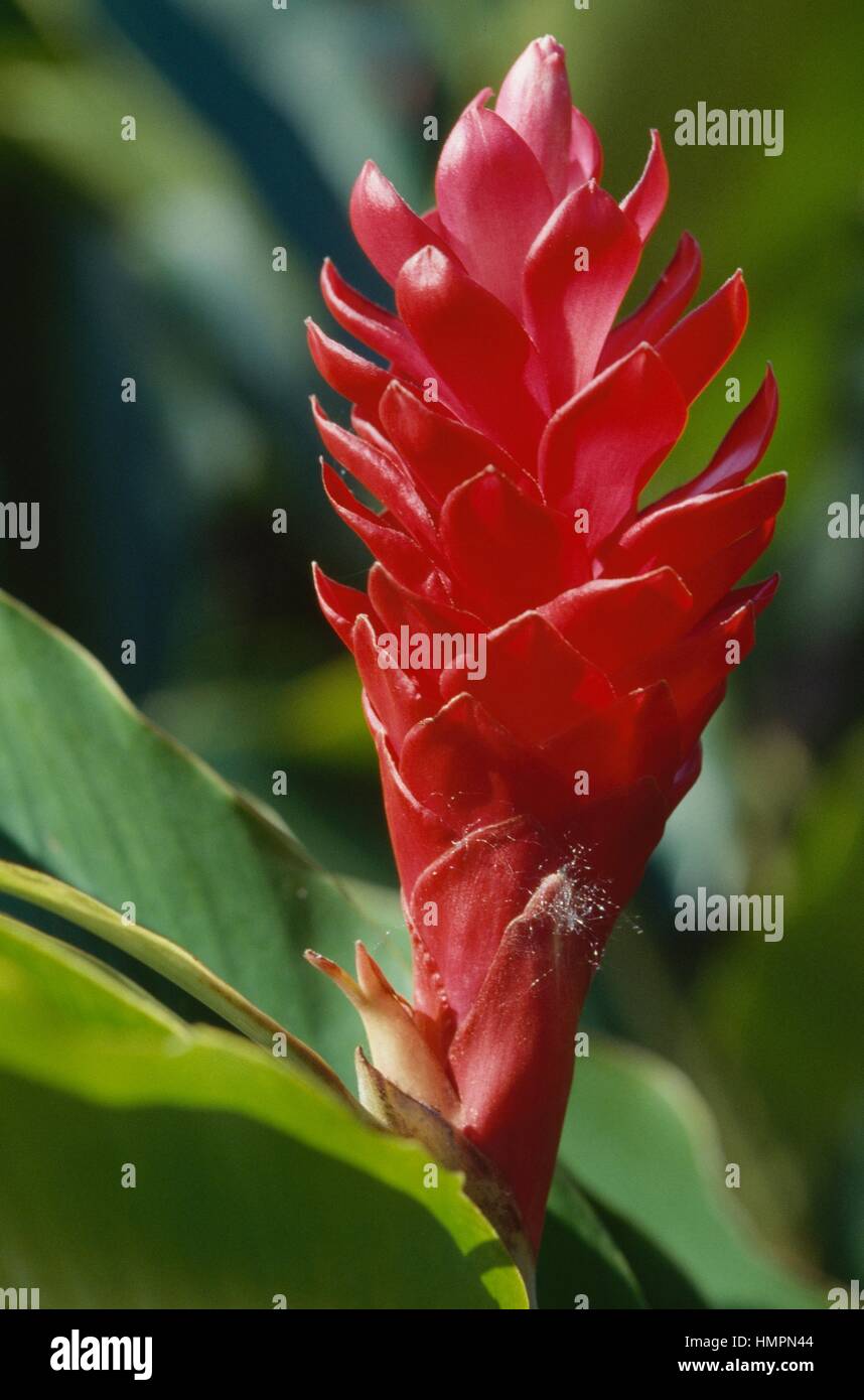 Roter Ingwer oder Strauß Fahne (Alpinia Purpurata), Zingiberaceae ...