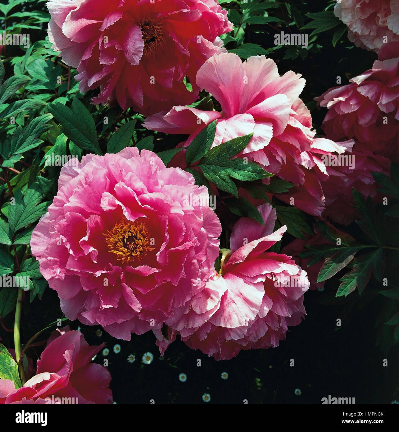 Paeonia sp -Fotos und -Bildmaterial in hoher Auflösung – Alamy