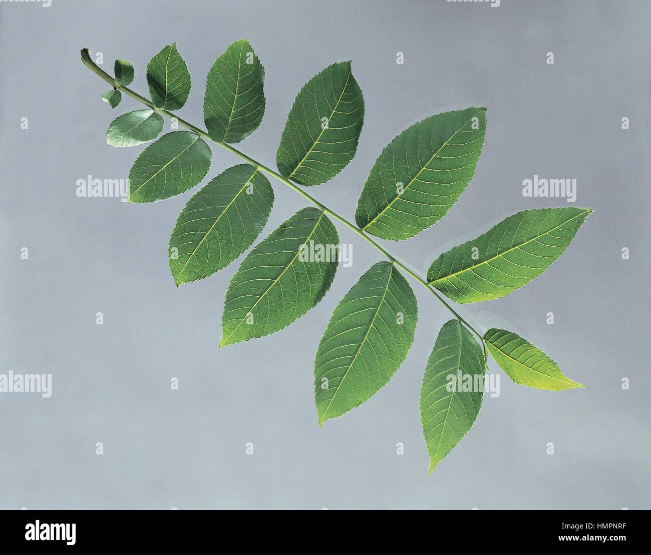 Juglans Nigra Blatt