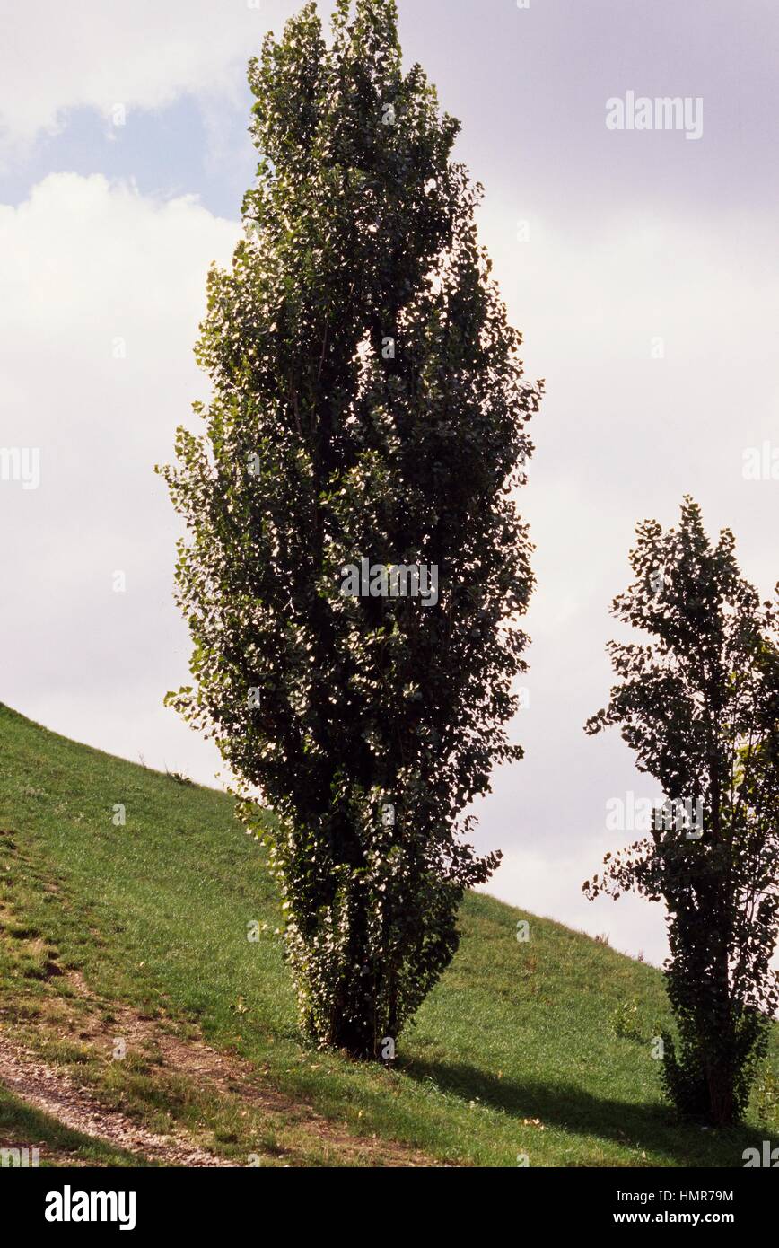 Exemplare der Schwarz-Pappel (Populus Nigra Pyramidalis), Salicaceae ...