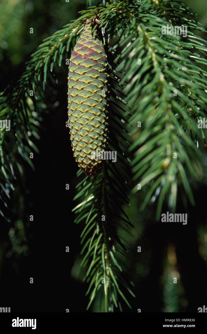 Picea polita o picea torano -Fotos und -Bildmaterial in hoher Auflösung ...