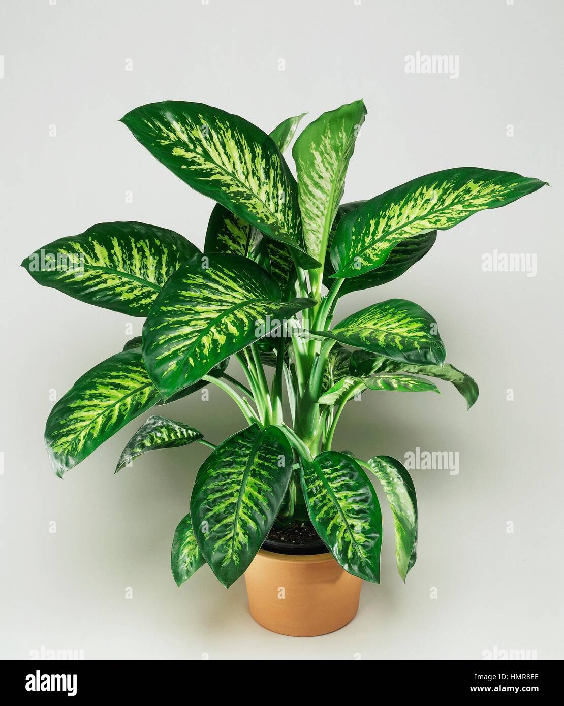 Dumb Cane (Dieffenbachia Amoena Tropic Snow), Aronstabgewächse ...