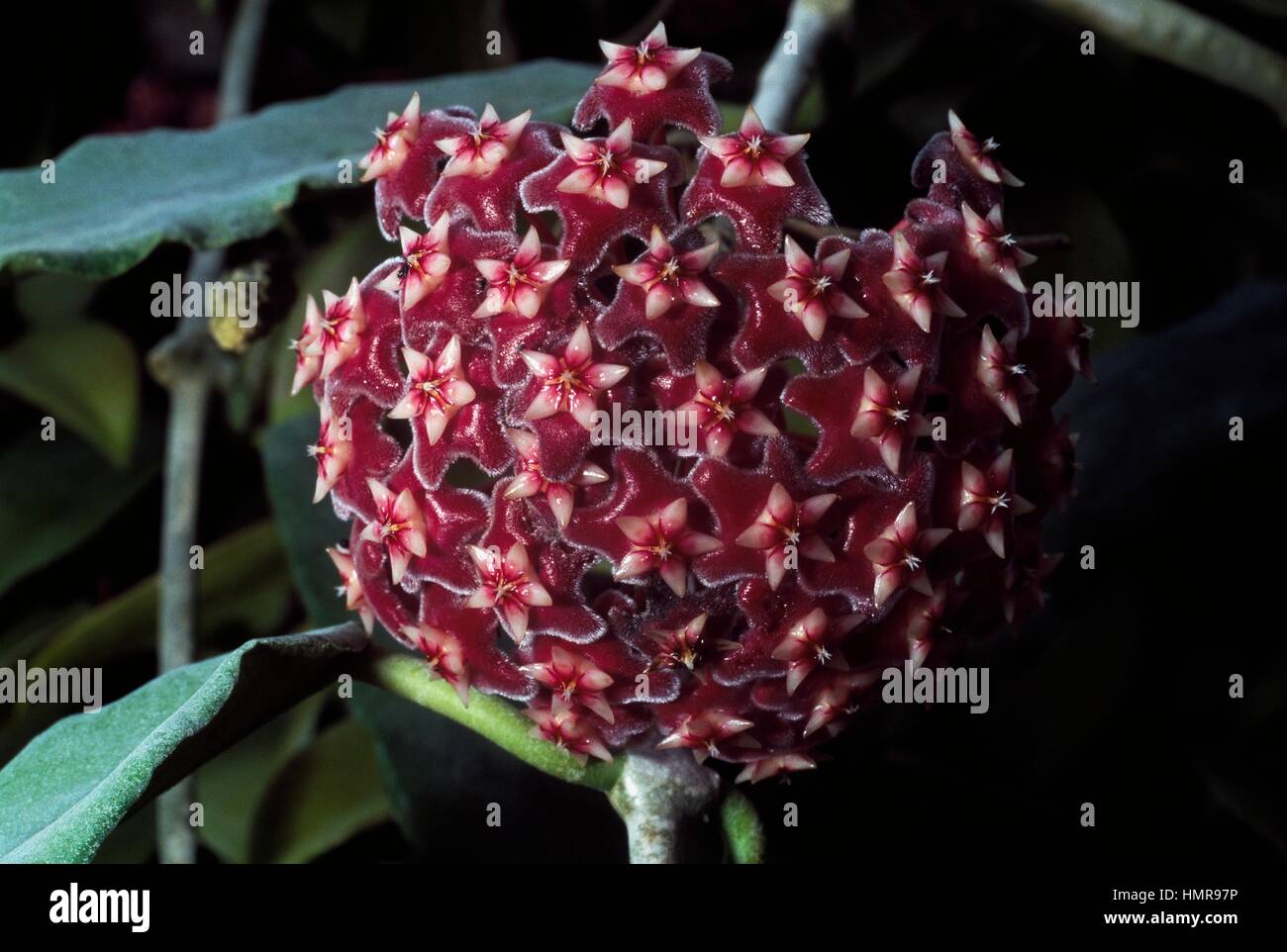 Hoya pauciflora -Fotos und -Bildmaterial in hoher Auflösung – Alamy