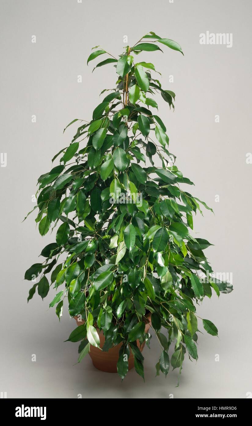 Weinender feigenbaum ficus benjamina -Fotos und -Bildmaterial in hoher ...