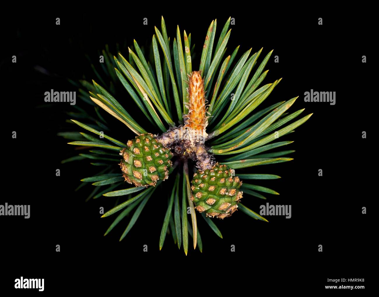 Föhren Blätter, Blüten und Zapfen (Pinus Sylvestris), Tannenbäumen ...