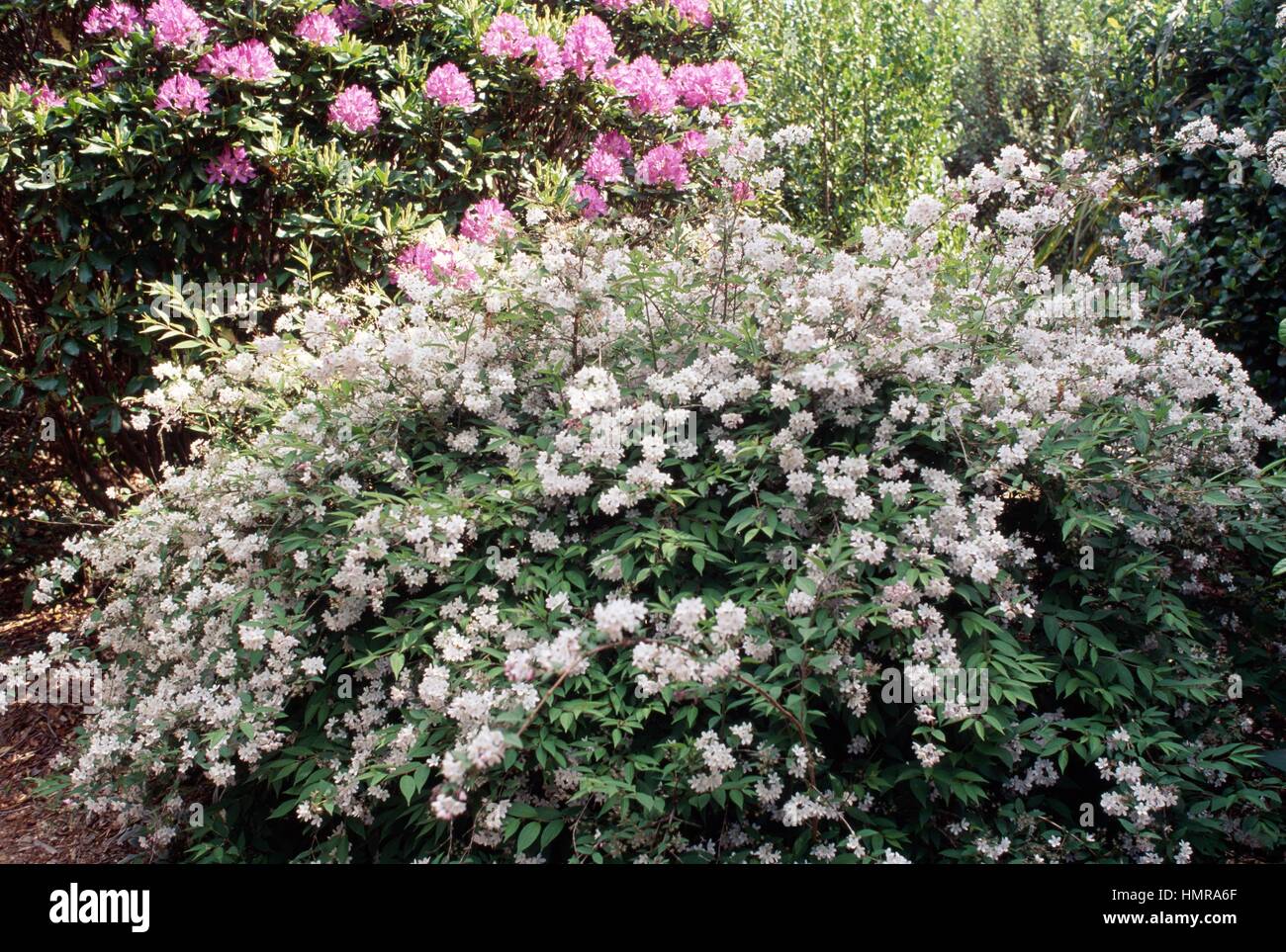 Deutzia rosea -Fotos und -Bildmaterial in hoher Auflösung – Alamy