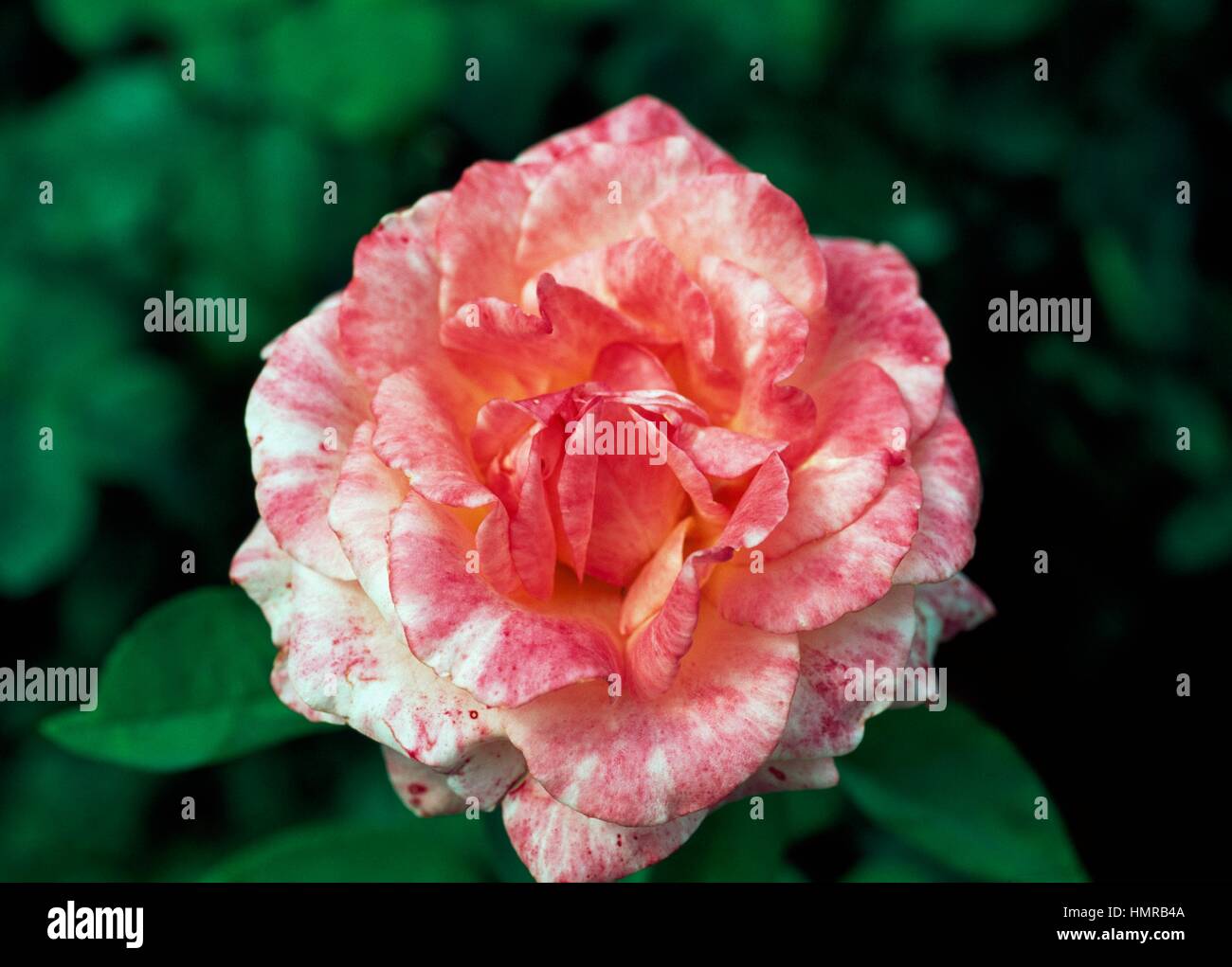 Rosa penelope rose -Fotos und -Bildmaterial in hoher Auflösung – Alamy