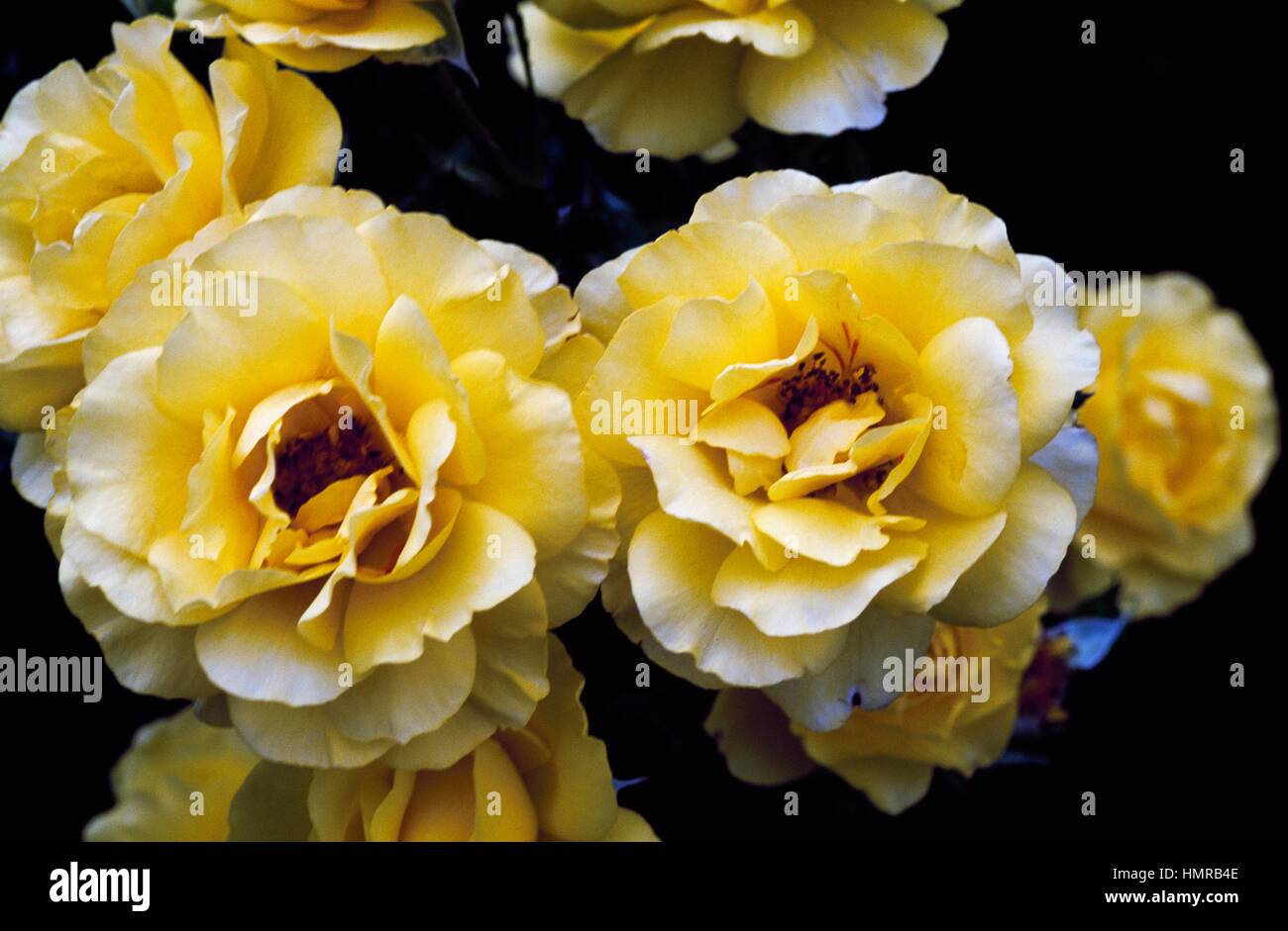 Prinzessin alice -Fotos und -Bildmaterial in hoher Auflösung – Alamy