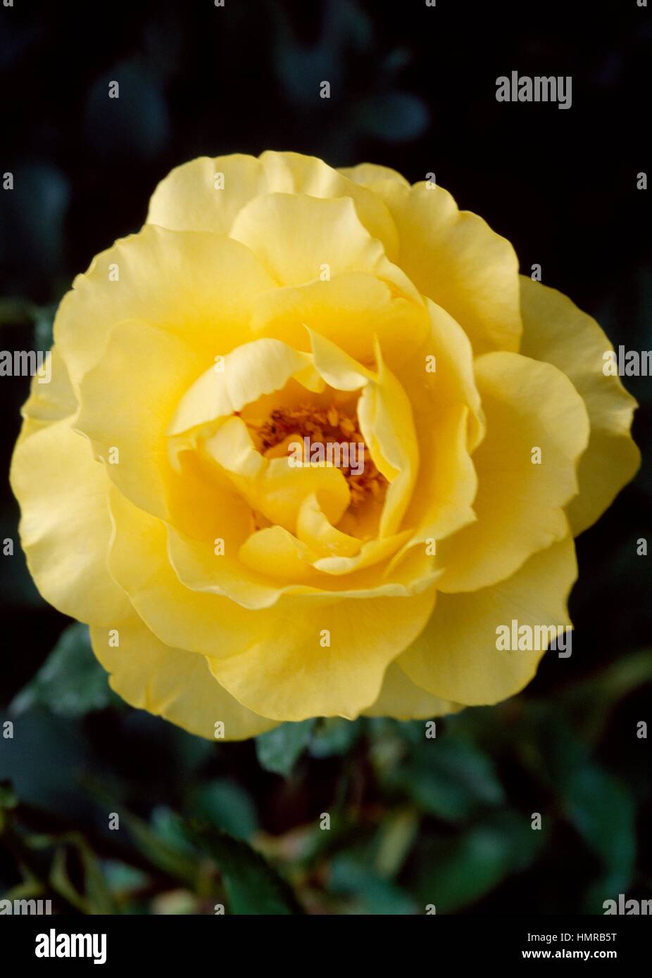 Alice prinzessin -Fotos und -Bildmaterial in hoher Auflösung – Alamy