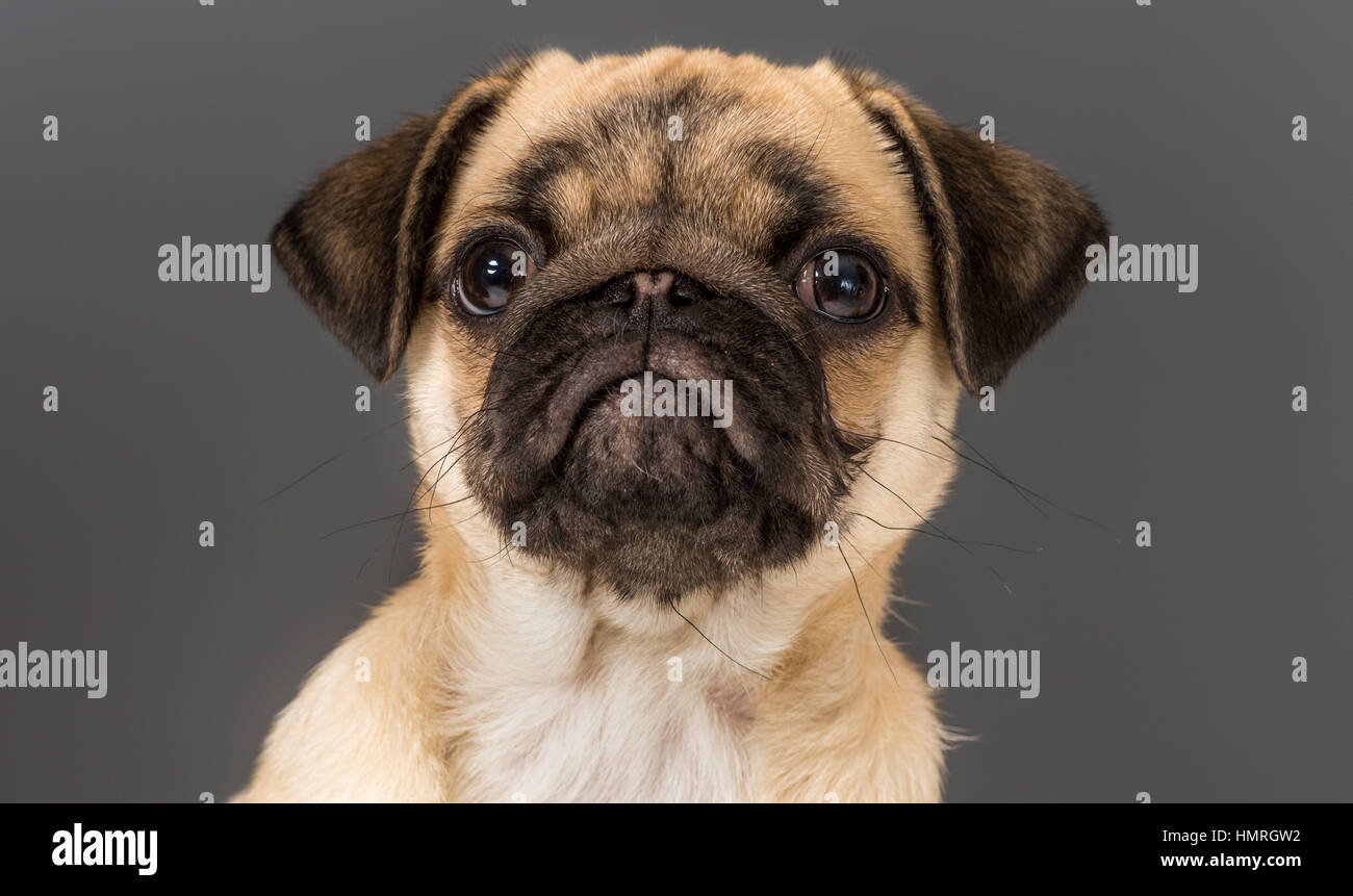 Gesicht hund -Fotos und -Bildmaterial in hoher Auflösung – Alamy