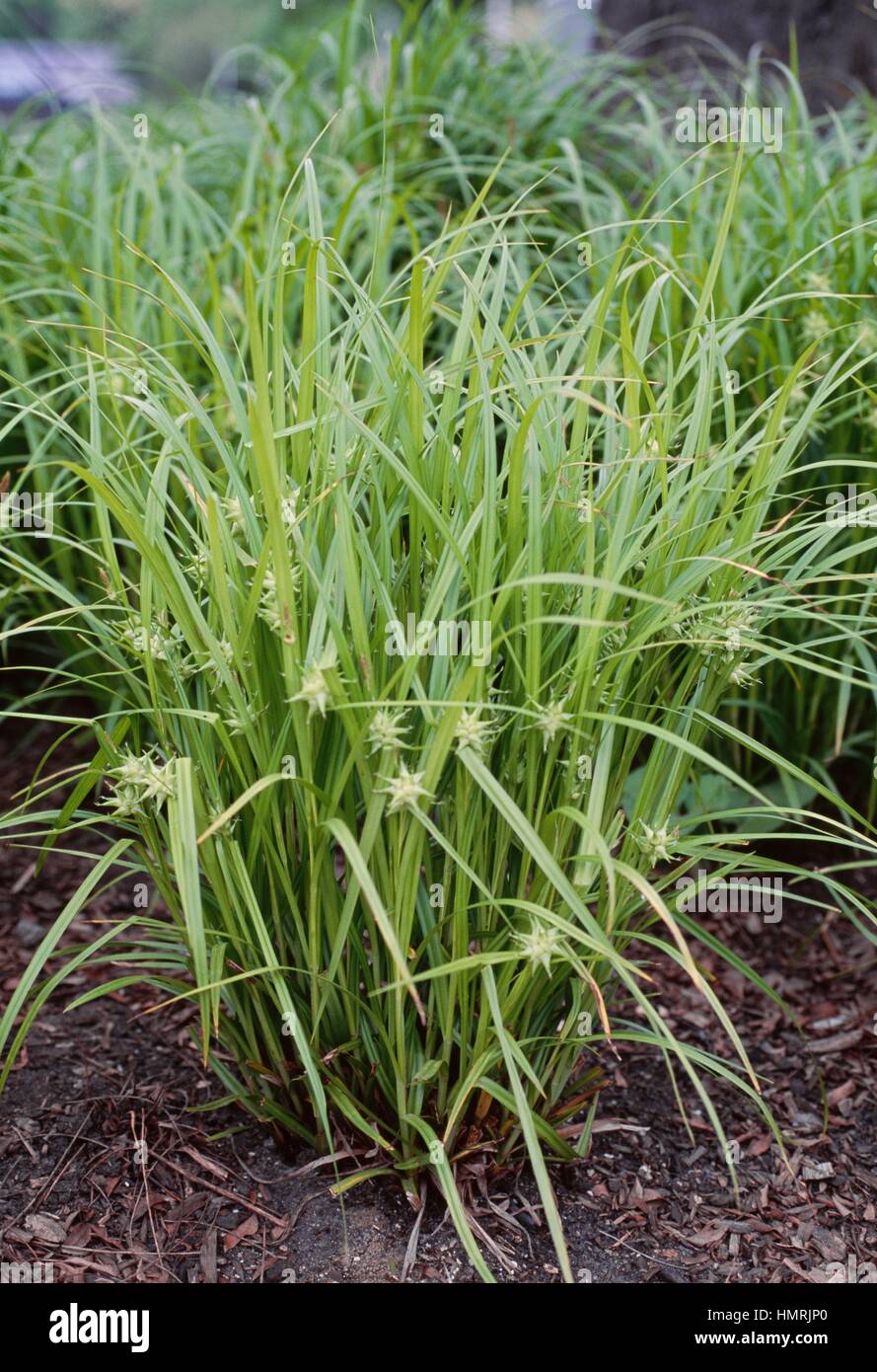 Carex grayi -Fotos und -Bildmaterial in hoher Auflösung – Alamy