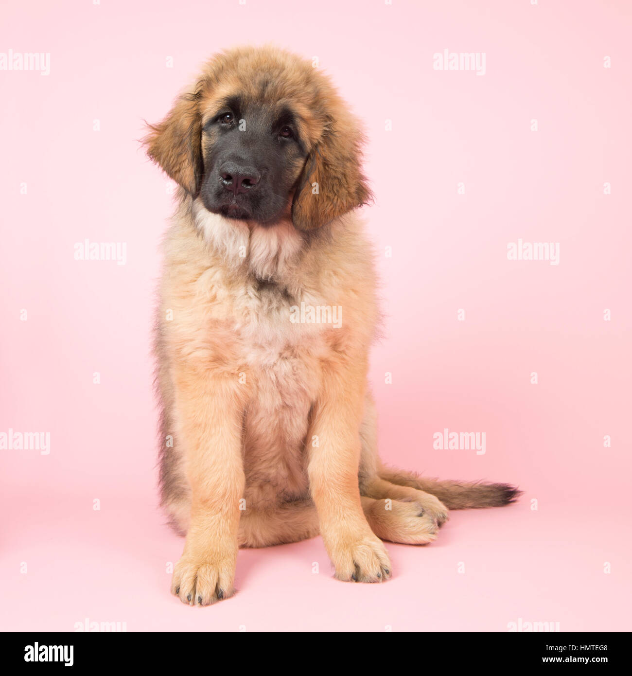 Leonberger baby -Fotos und -Bildmaterial in hoher Auflösung – Alamy