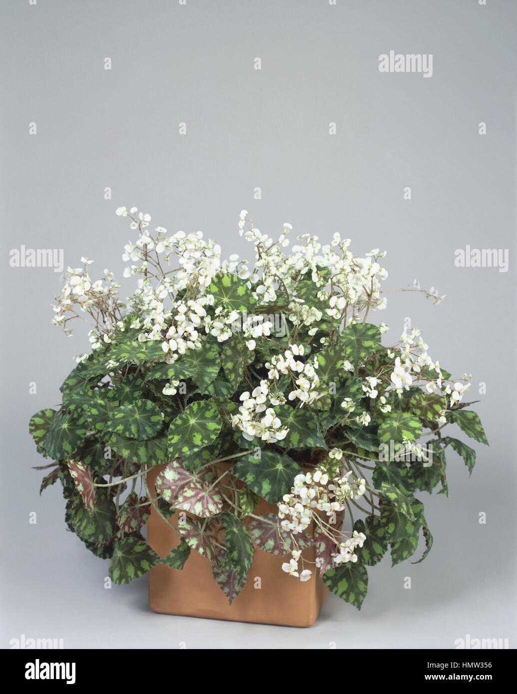 Zimmerpflanzen - Begoniaceae. Begonia Boweri "Tiger Stockfotografie - Alamy