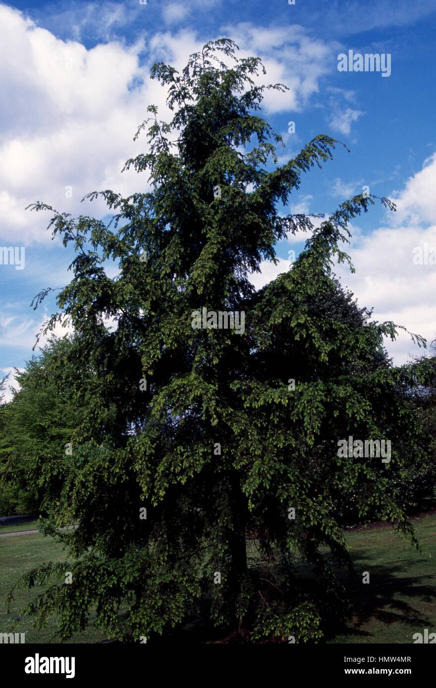 Hemlocktanne (Tsuga Yunnanensis), Tannenbäumen Stockfotografie - Alamy