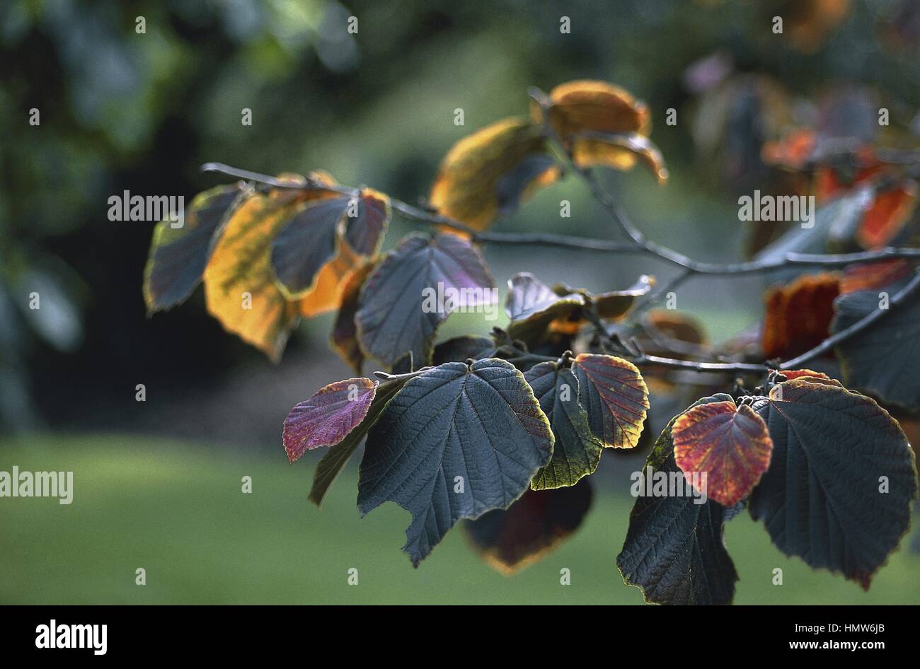 Leaves Hamamelis Intermedia Witch Hazel Stockfotos und -bilder Kaufen ...