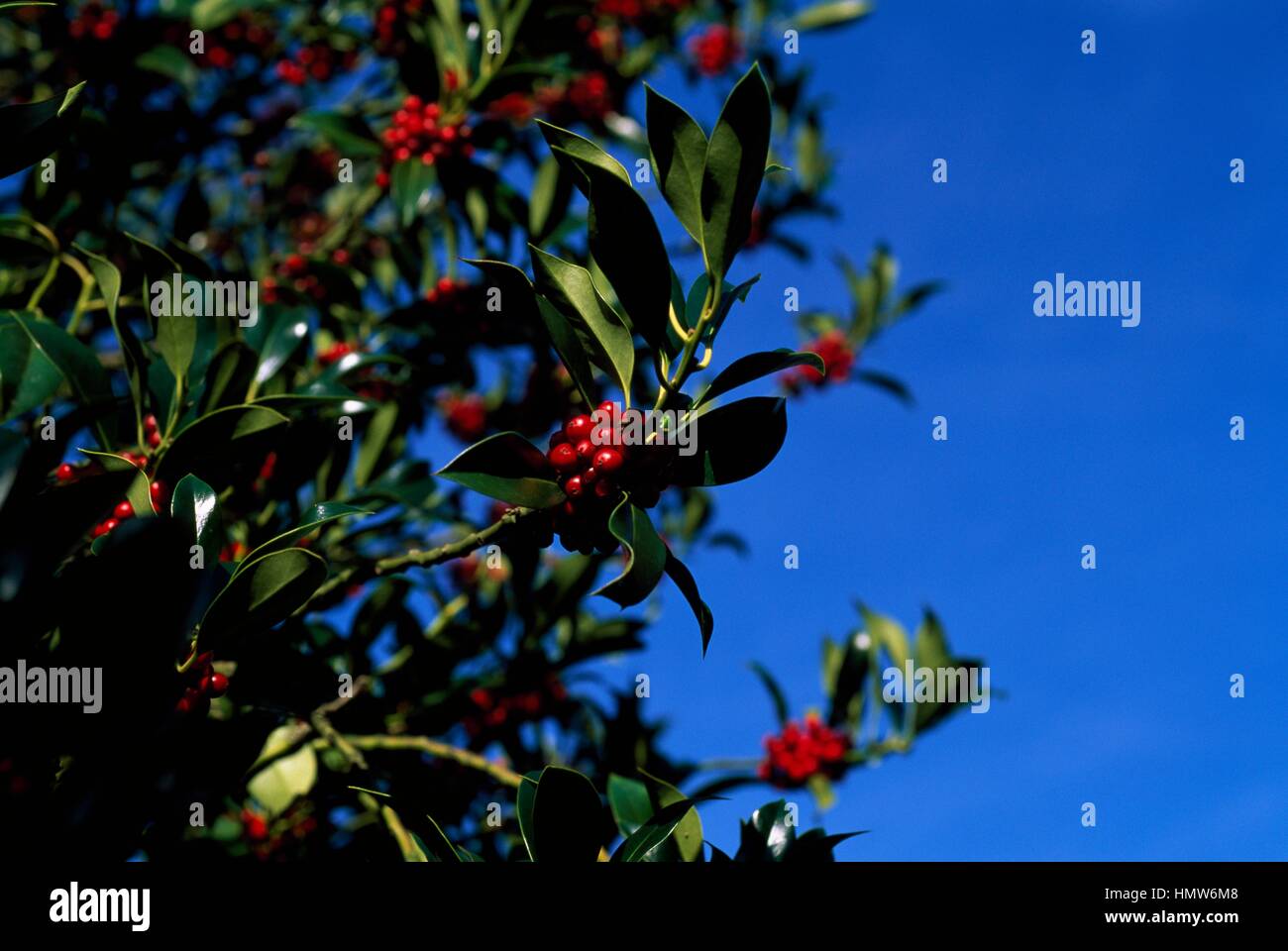Ilex Aquifolium Pyramidalis Stockfotos und -bilder Kaufen - Alamy