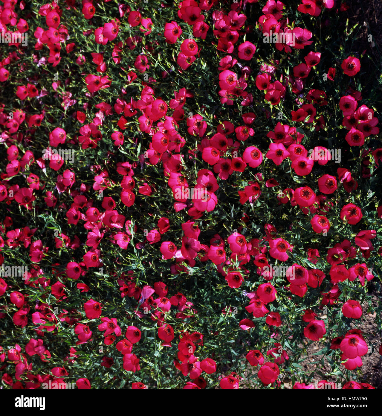 Linum grandiflorum flowering flax -Fotos und -Bildmaterial in hoher ...