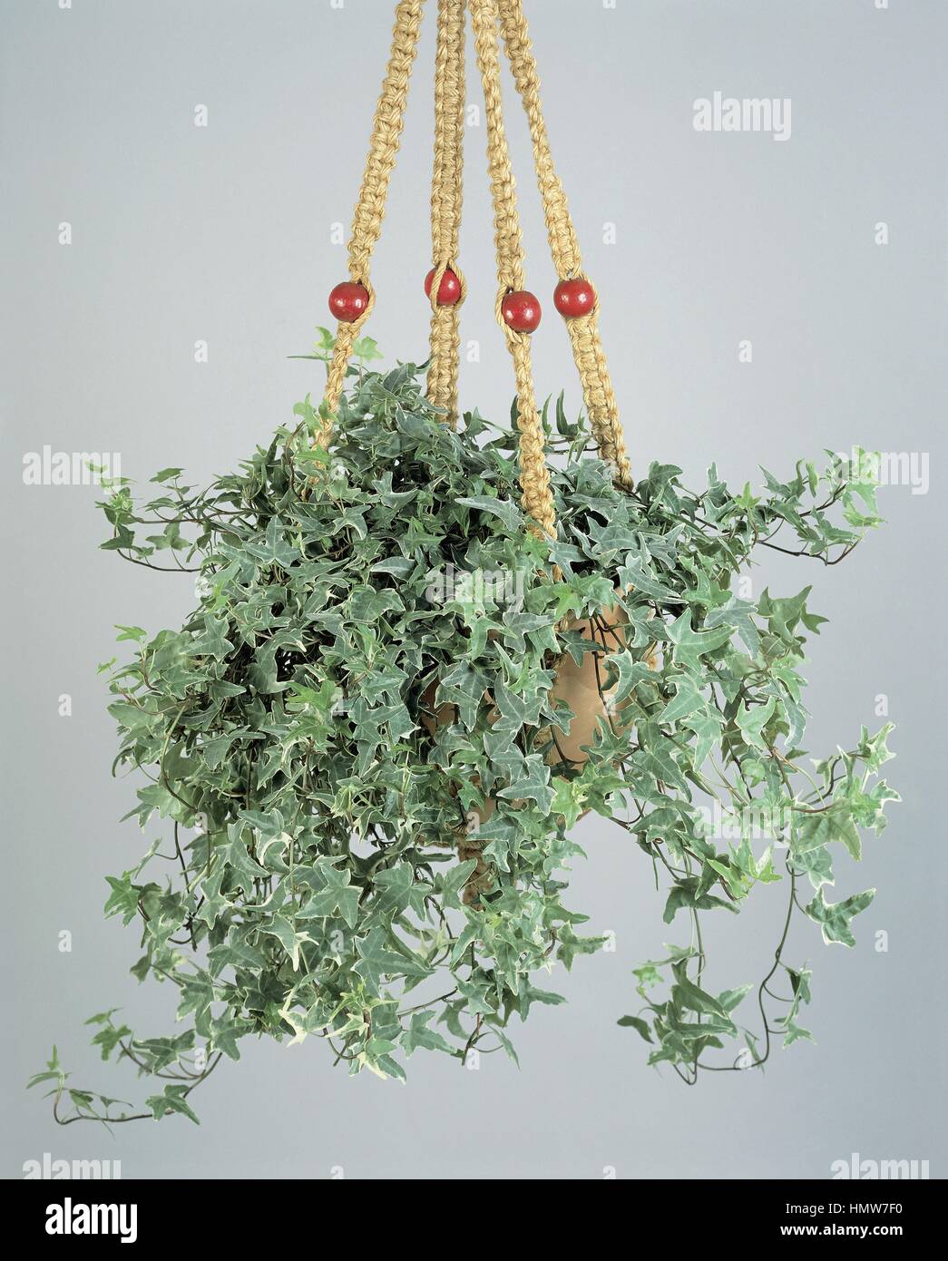 Zimmerpflanzen - Araliaceae. Englisch Efeu (Hedera Helix "Eva ...