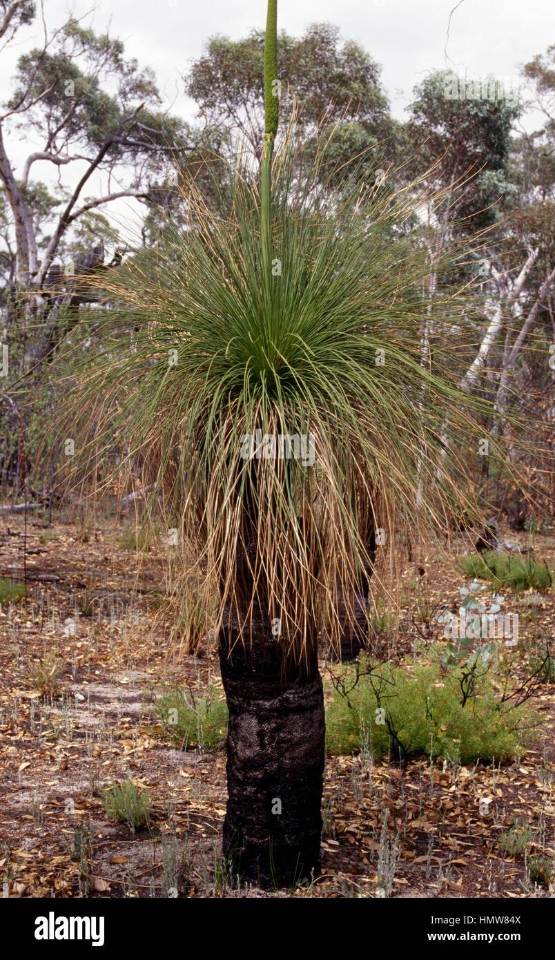 Xanthorrhoea Xanthorrhoeaceae Stockfotos & Xanthorrhoea ...