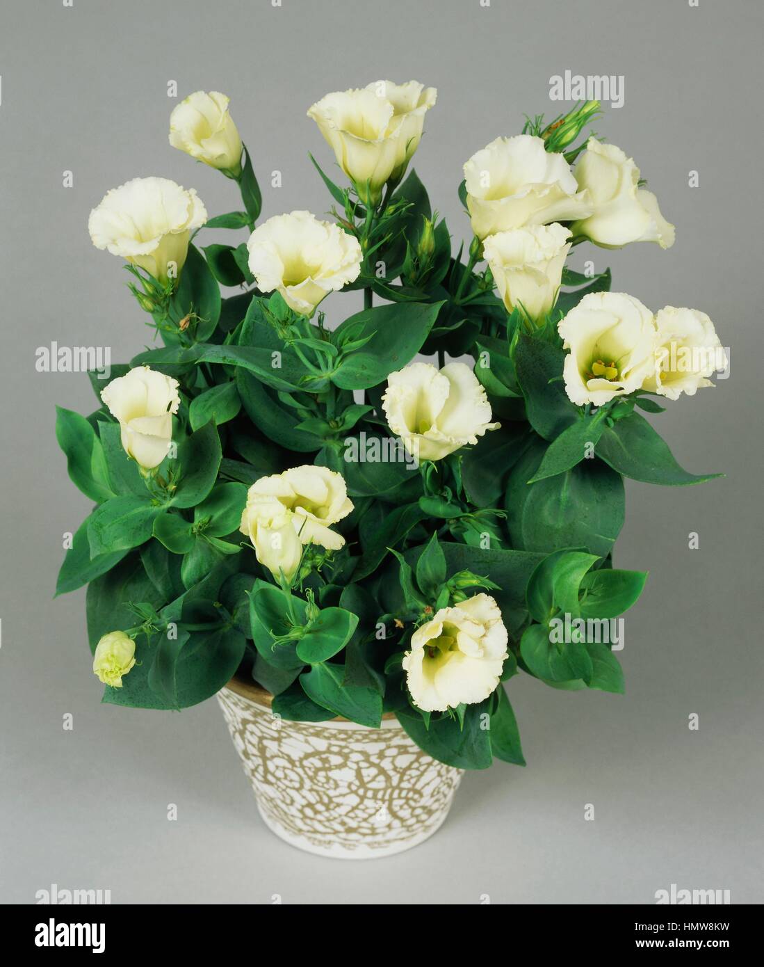 Eustoma exaltatum russellianum -Fotos und -Bildmaterial in hoher ...