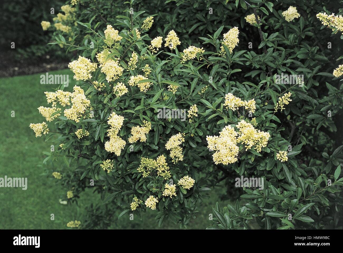 Ligustrum vulgare auriflorum -Fotos und -Bildmaterial in hoher ...