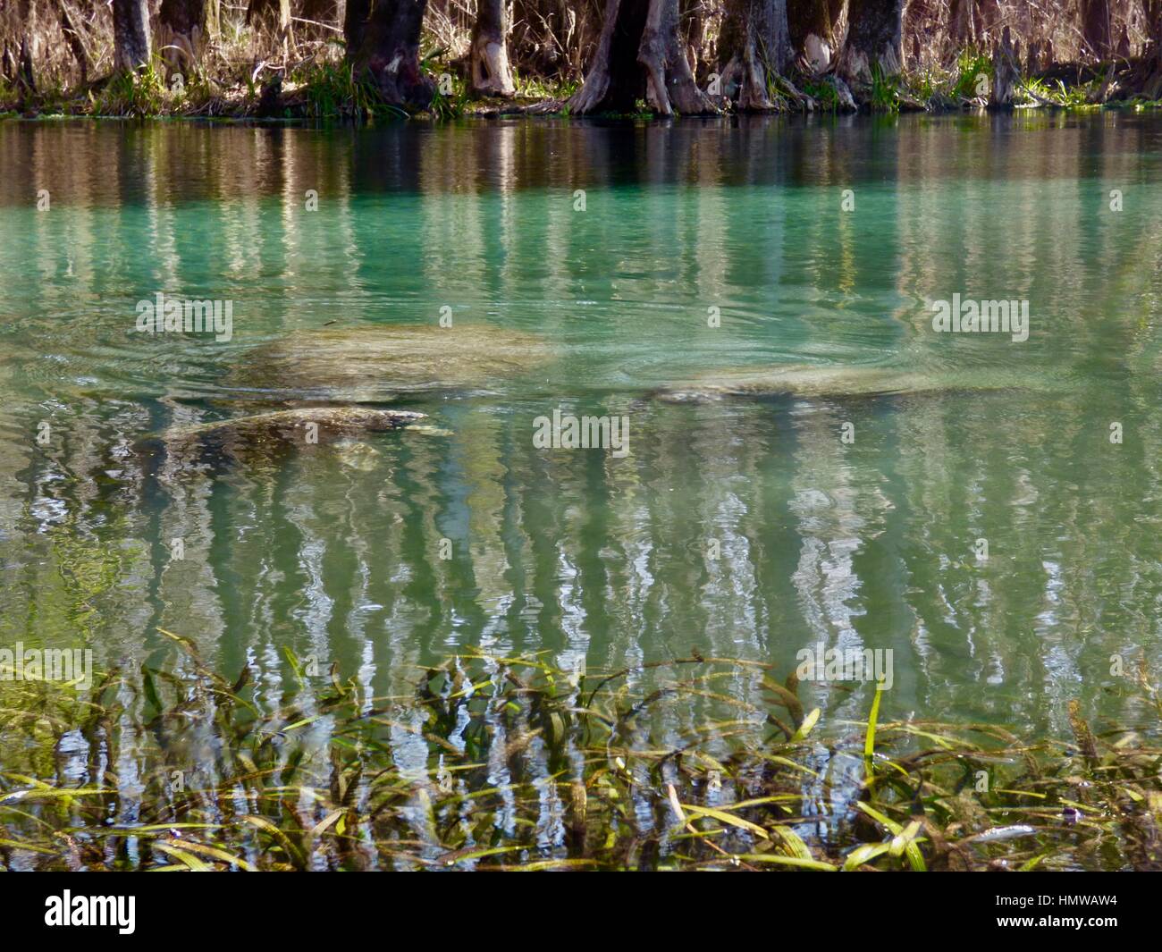 Ichetucknee im winter -Fotos und -Bildmaterial in hoher Auflösung – Alamy