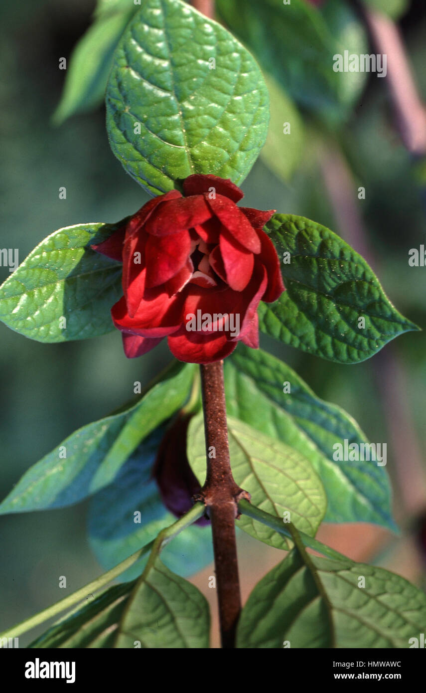 Calycanthus hartlage wein -Fotos und -Bildmaterial in hoher Auflösung ...
