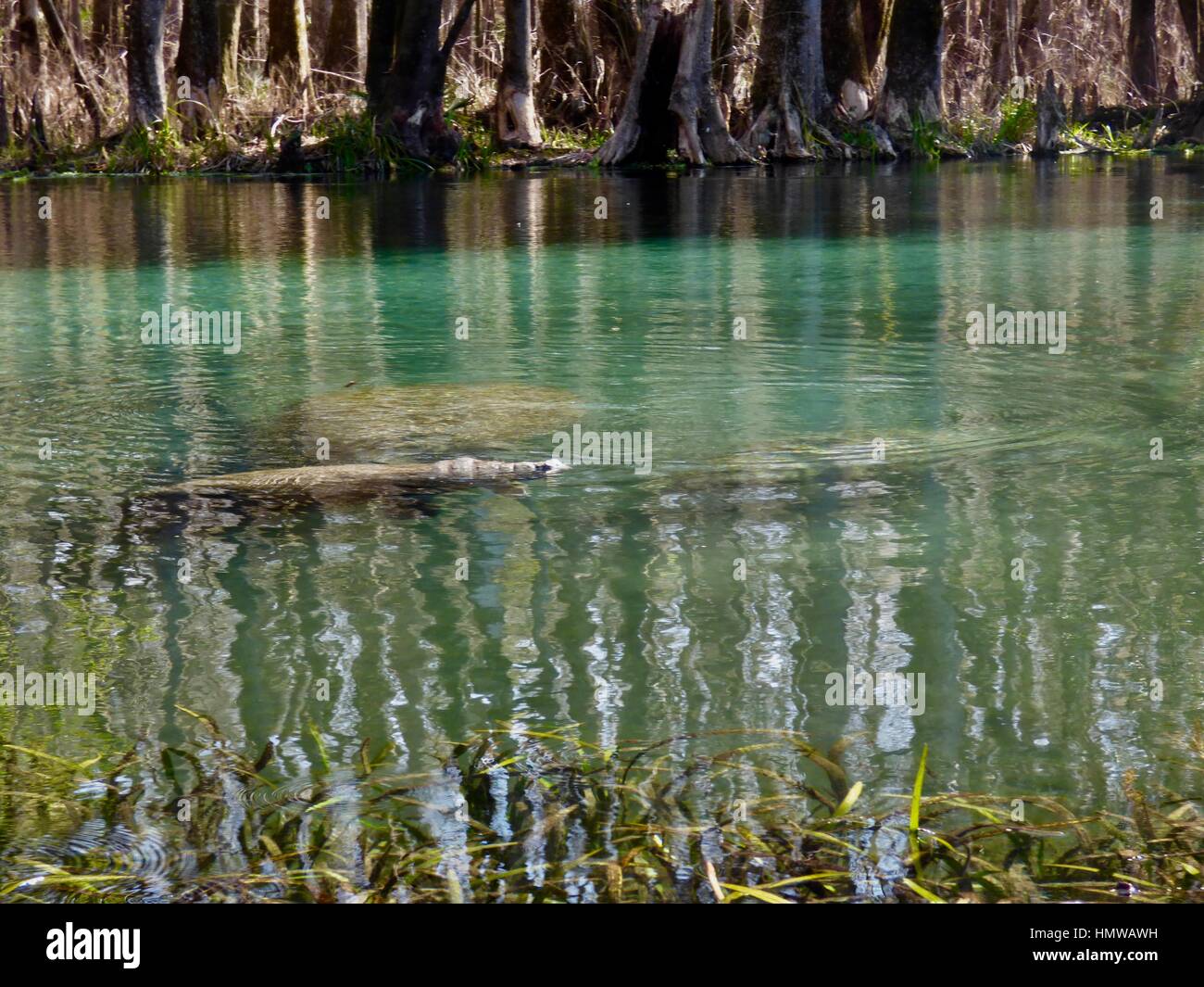 Licht und Wasser reflektieren und brechen wie Seekühe in den Gewässern ...