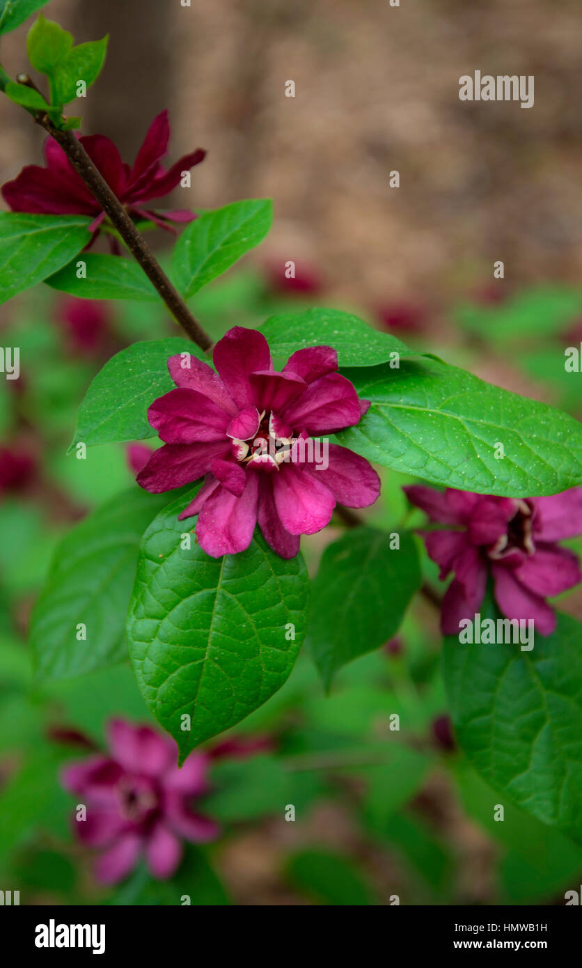 Hartlage wein -Fotos und -Bildmaterial in hoher Auflösung – Alamy
