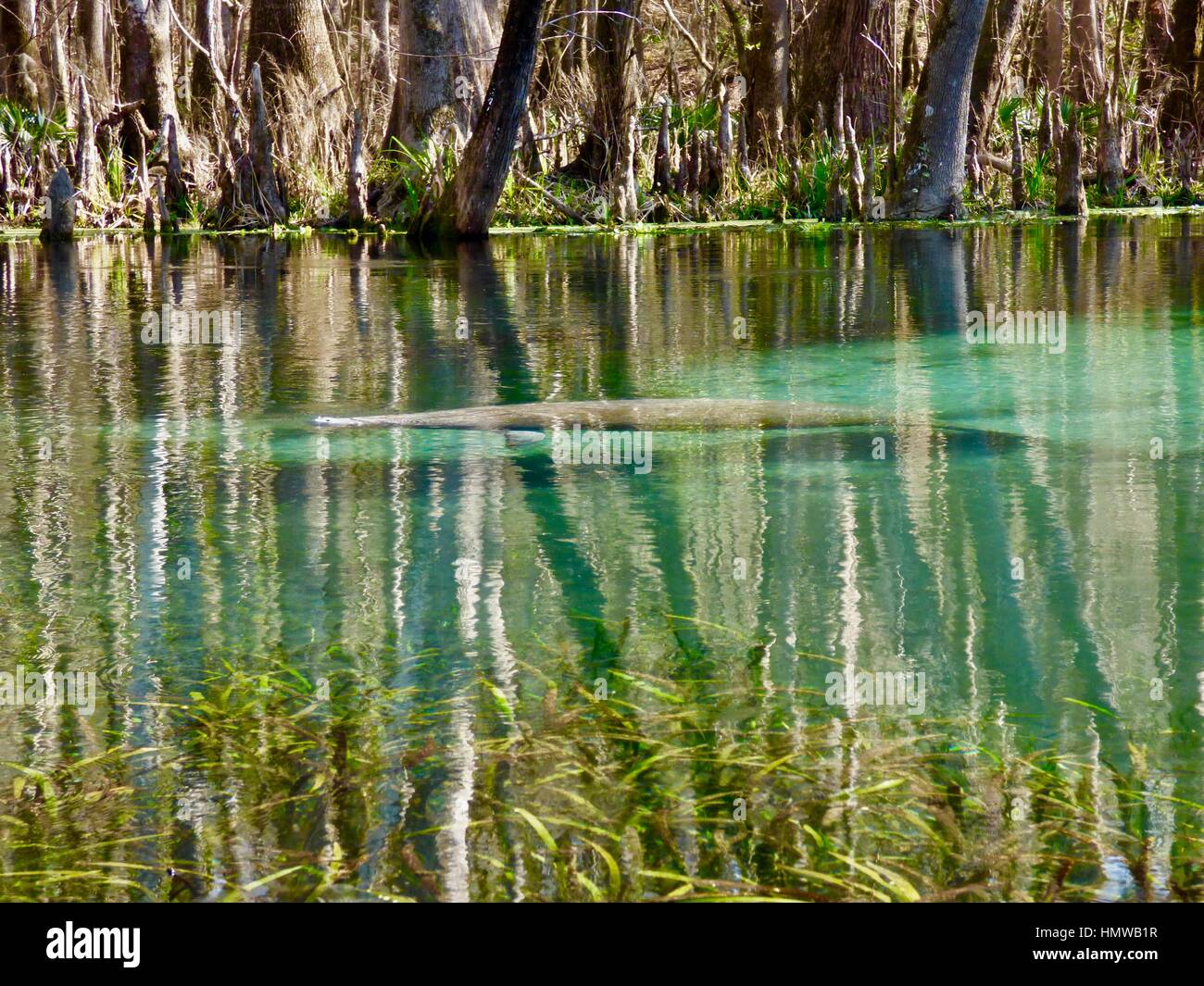 Licht und Wasser reflektieren und brechen wie Seekühe in den Gewässern ...