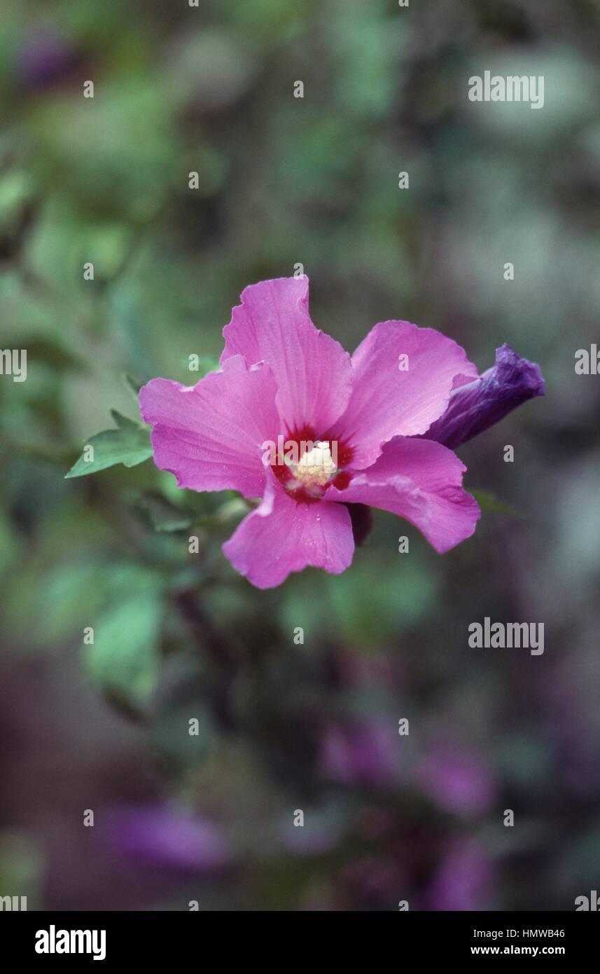 Gemeinsamen Hibiskus oder Althea (Hibiscus Syriacus Blue Bird oder Althaia Frutex Blue Bird ...