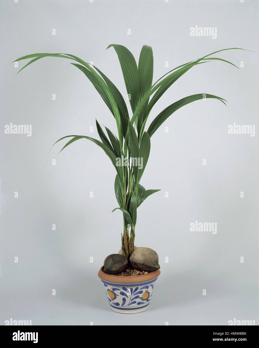 Zimmerpflanzen - Palmsonntag. Kokospalme (Cocos Nucifera Stockfotografie - Alamy