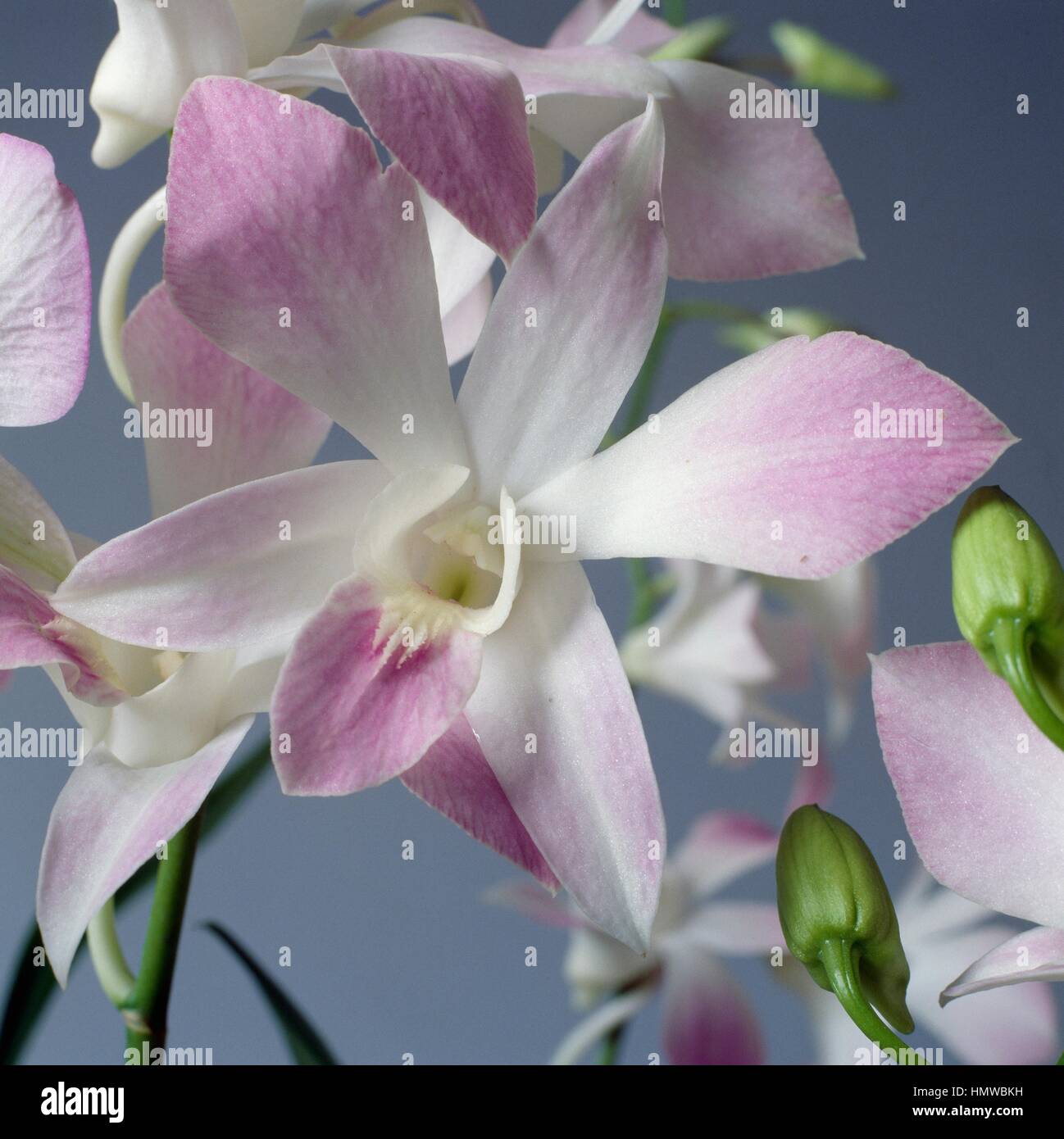 Orchidee dendrobium sp -Fotos und -Bildmaterial in hoher Auflösung – Alamy