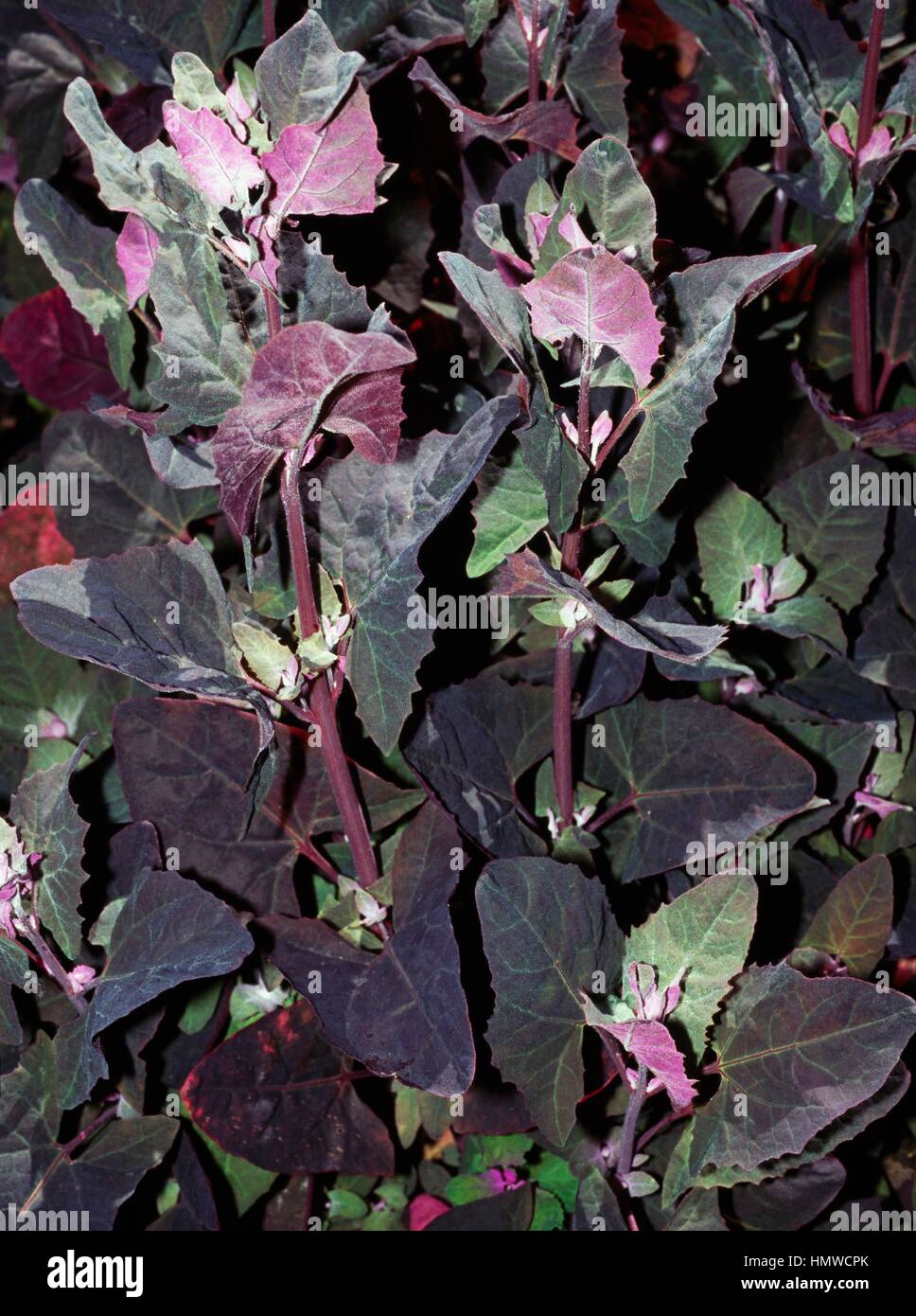 Spinat atriplex hortensis var rubra -Fotos und -Bildmaterial in hoher ...