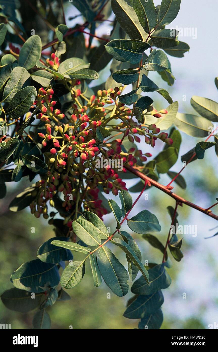 Terebinth pistacia terebinthus -Fotos und -Bildmaterial in hoher ...