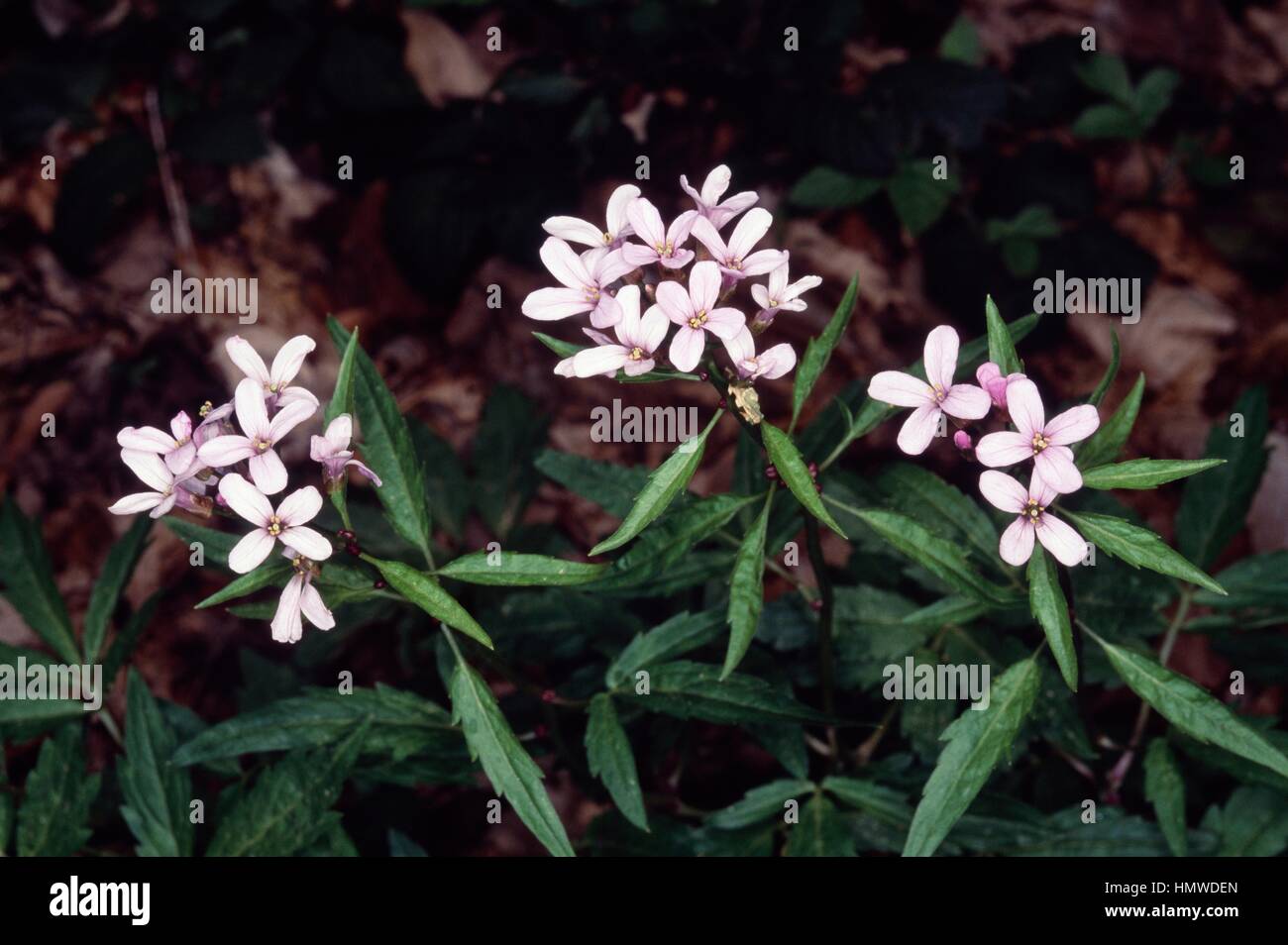 Cardamine bulbifera -Fotos und -Bildmaterial in hoher Auflösung – Alamy