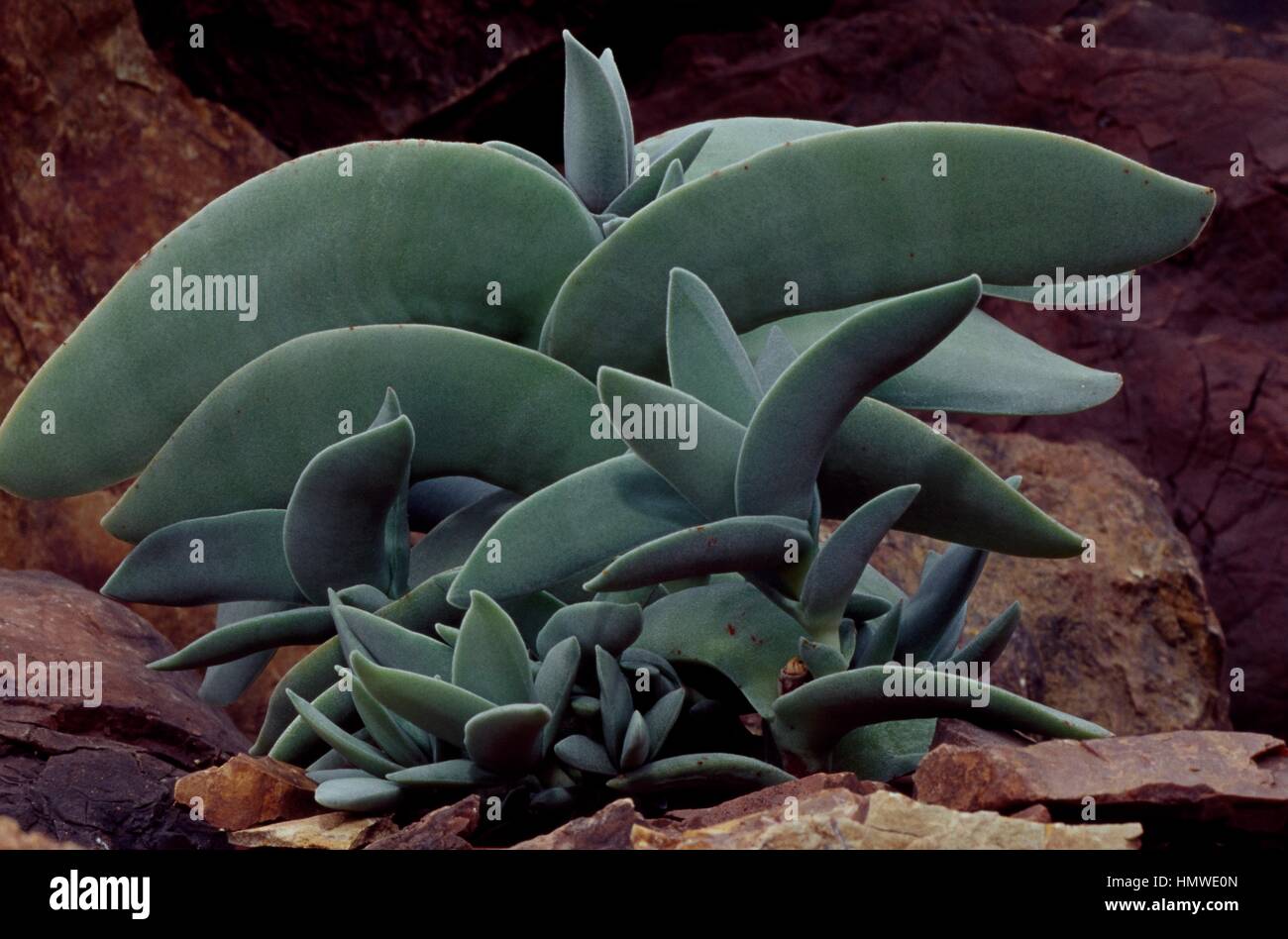 Treibladung Anlage (Crassula Falcata oder Rochea Falcata), Crassulaceae ...