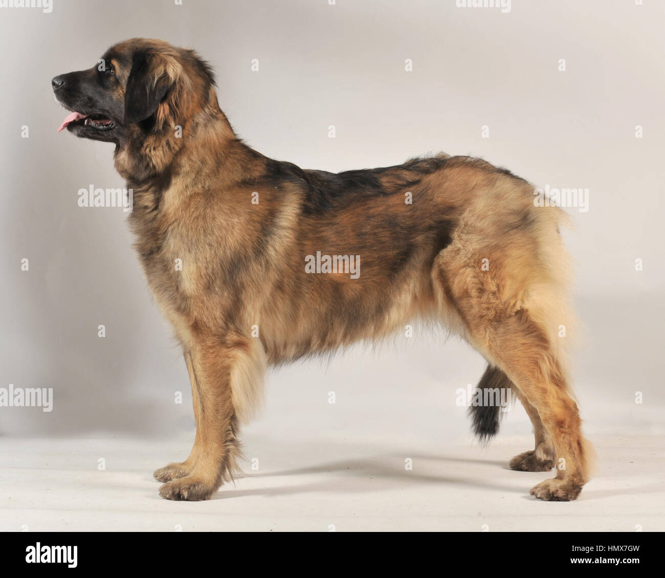 Leonberger Dog Stockfotos und -bilder Kaufen - Alamy