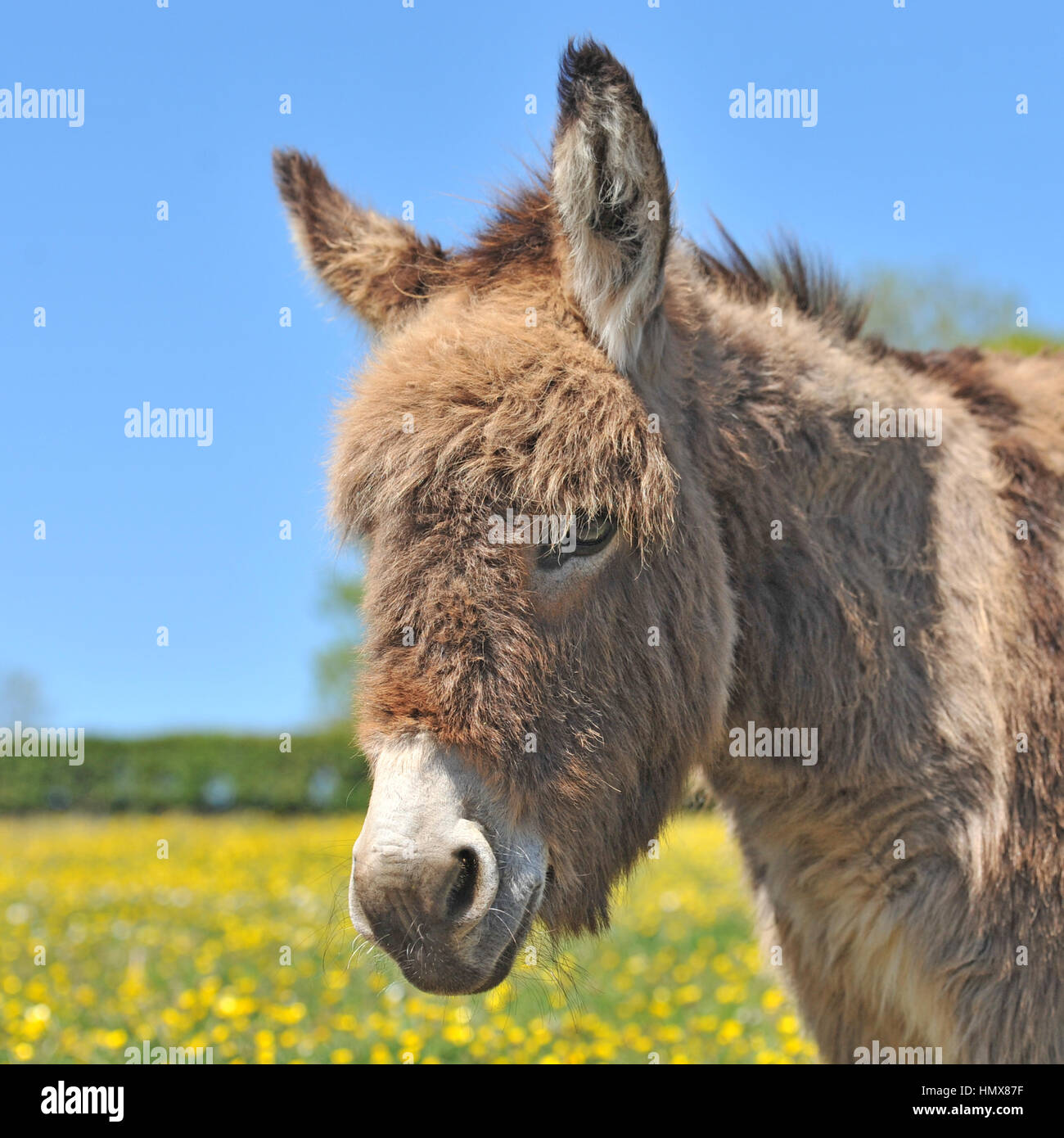 Esel kopf -Fotos und -Bildmaterial in hoher Auflösung – Alamy