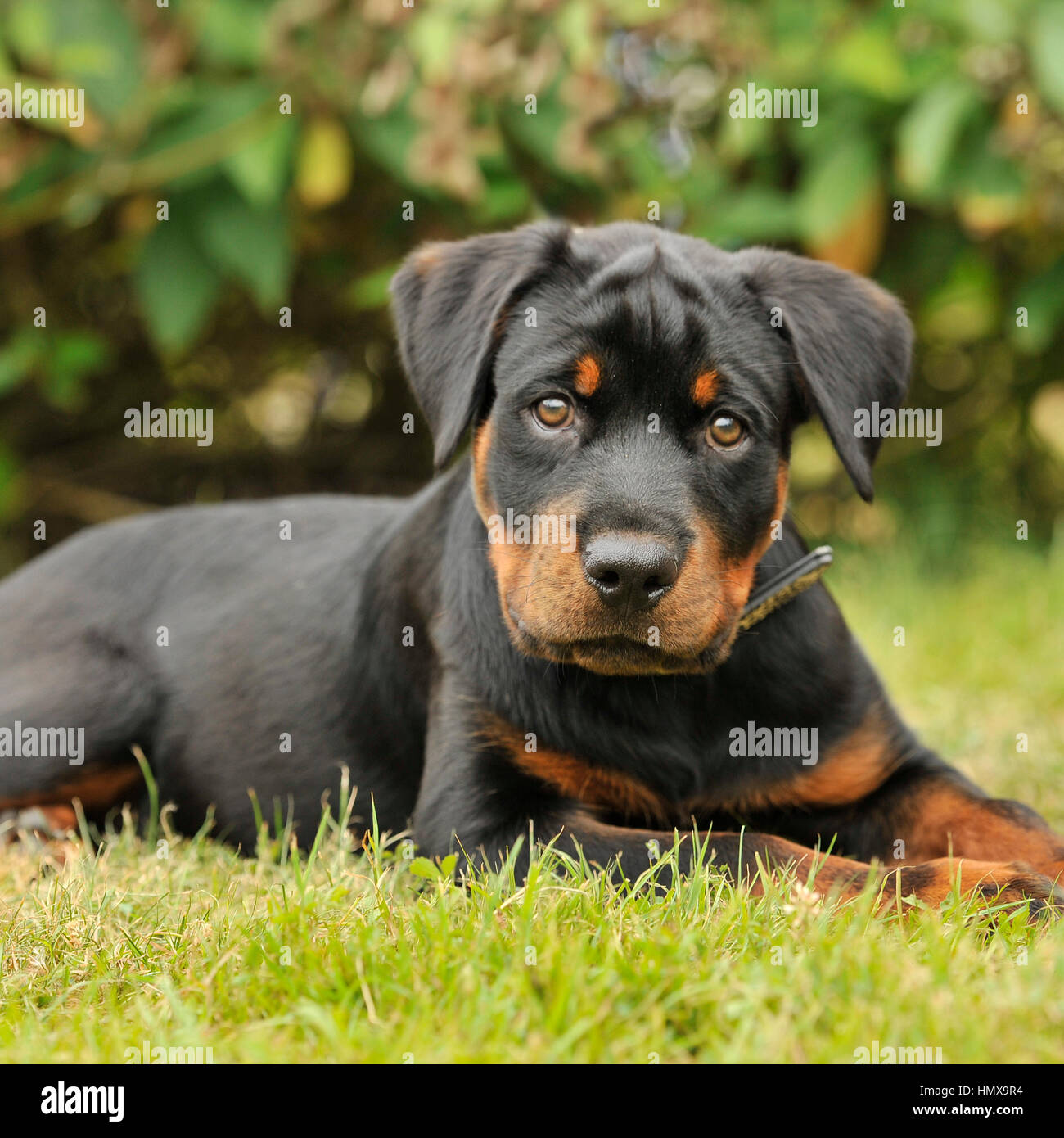 Rottweiler seitenprofil des kopfes -Fotos und -Bildmaterial in hoher ...