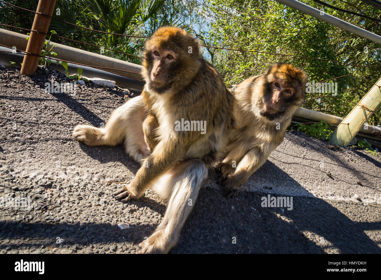 Drei affen umarmen -Fotos und -Bildmaterial in hoher Auflösung – Alamy