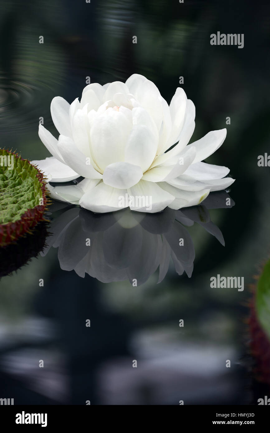 Blume aus der Riese Amazon Water Lilly--Victoria Amazonica--in den ...