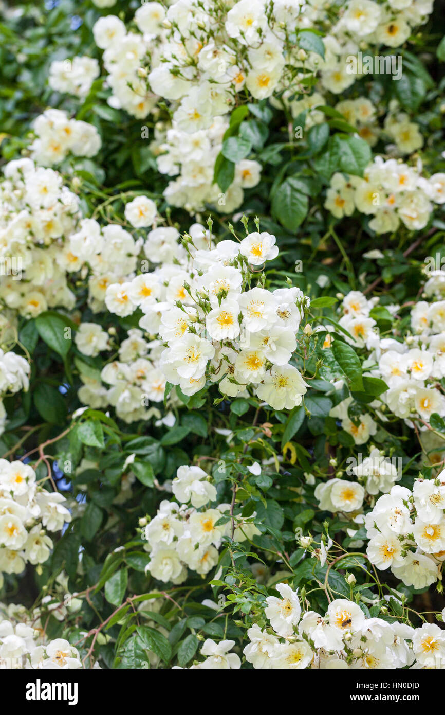 Bobby james -Fotos und -Bildmaterial in hoher Auflösung – Alamy